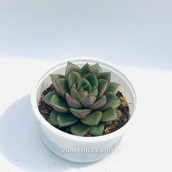 Sen Đá Bông Hồng Đen - Vựa Sen Đá