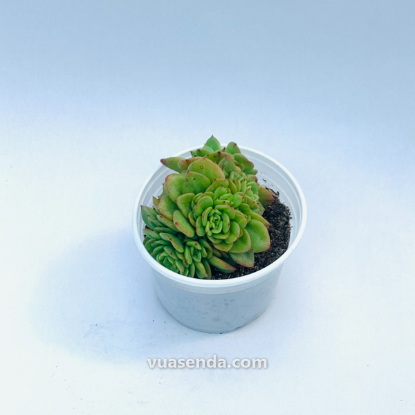 Sen Đá Du Da@ - Vựa Sen Đá