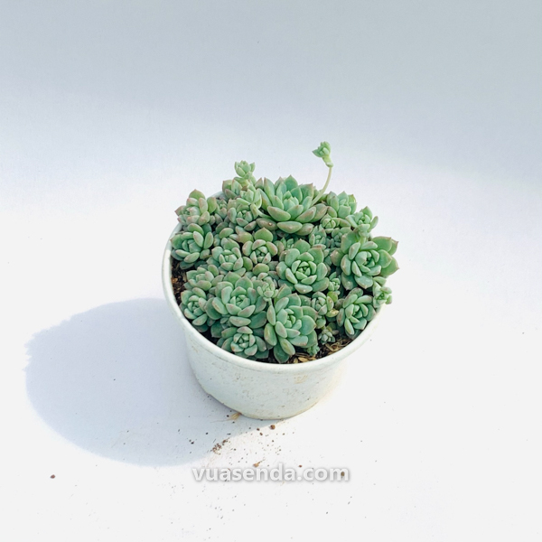 Sen Đá Dù Hồng - Vựa Sen Đá