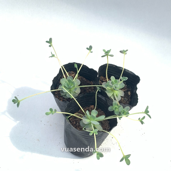 Sen Dù - Vựa Sen Đá