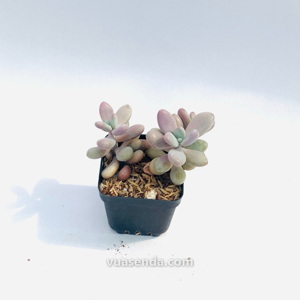 Sen Đá Sỏi Hồng - Vựa Sen Đá