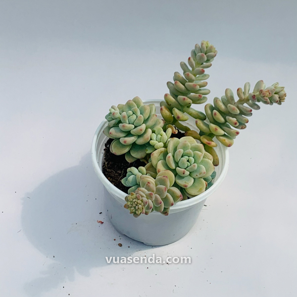 Sen Đá Sỏi Tròn - Vựa Sen Đá