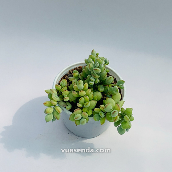 Sen Đá Sỏi Viền Đen - Vựa Sen Đá