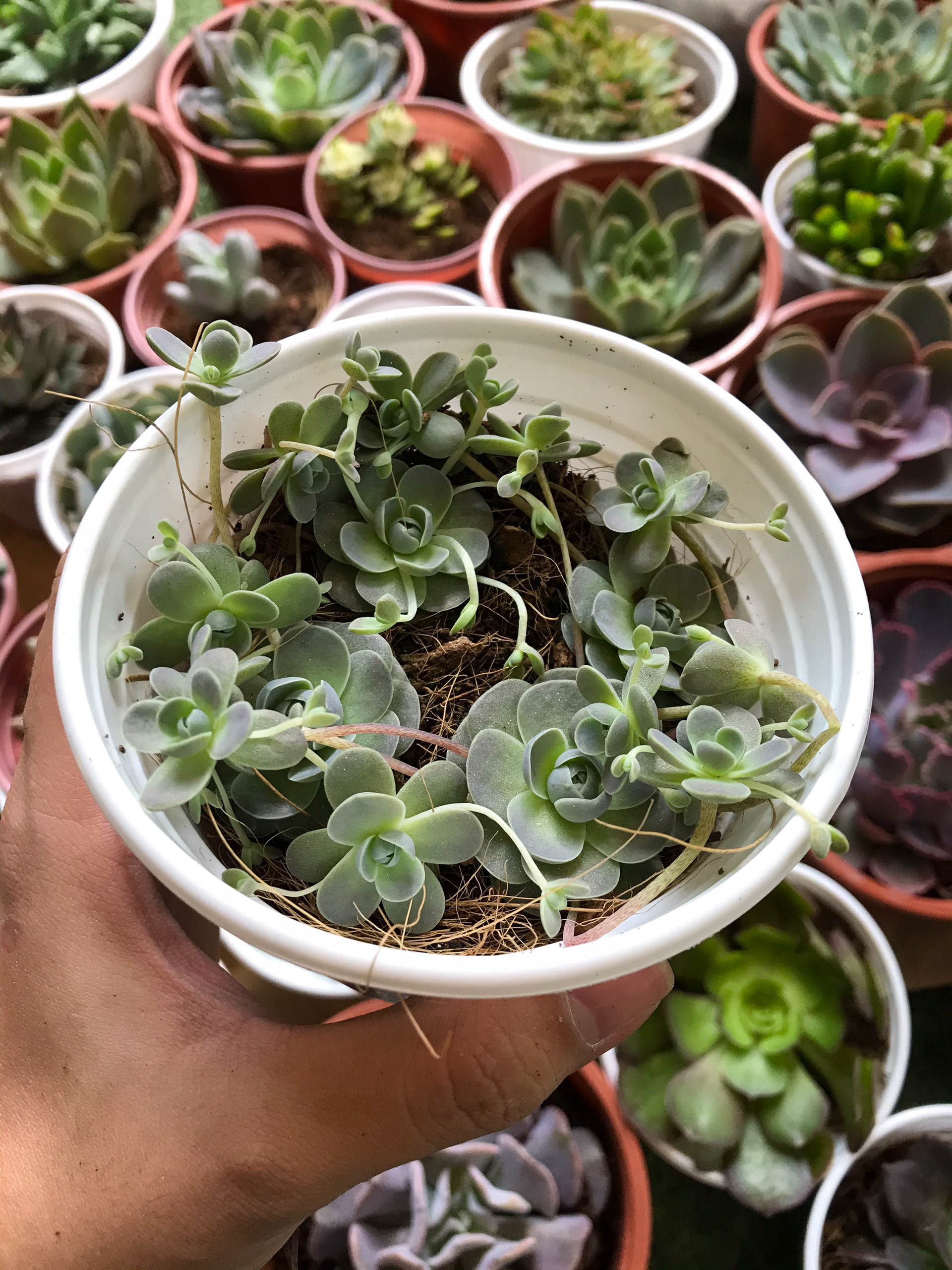 Sen Dù - Vựa Sen Đá